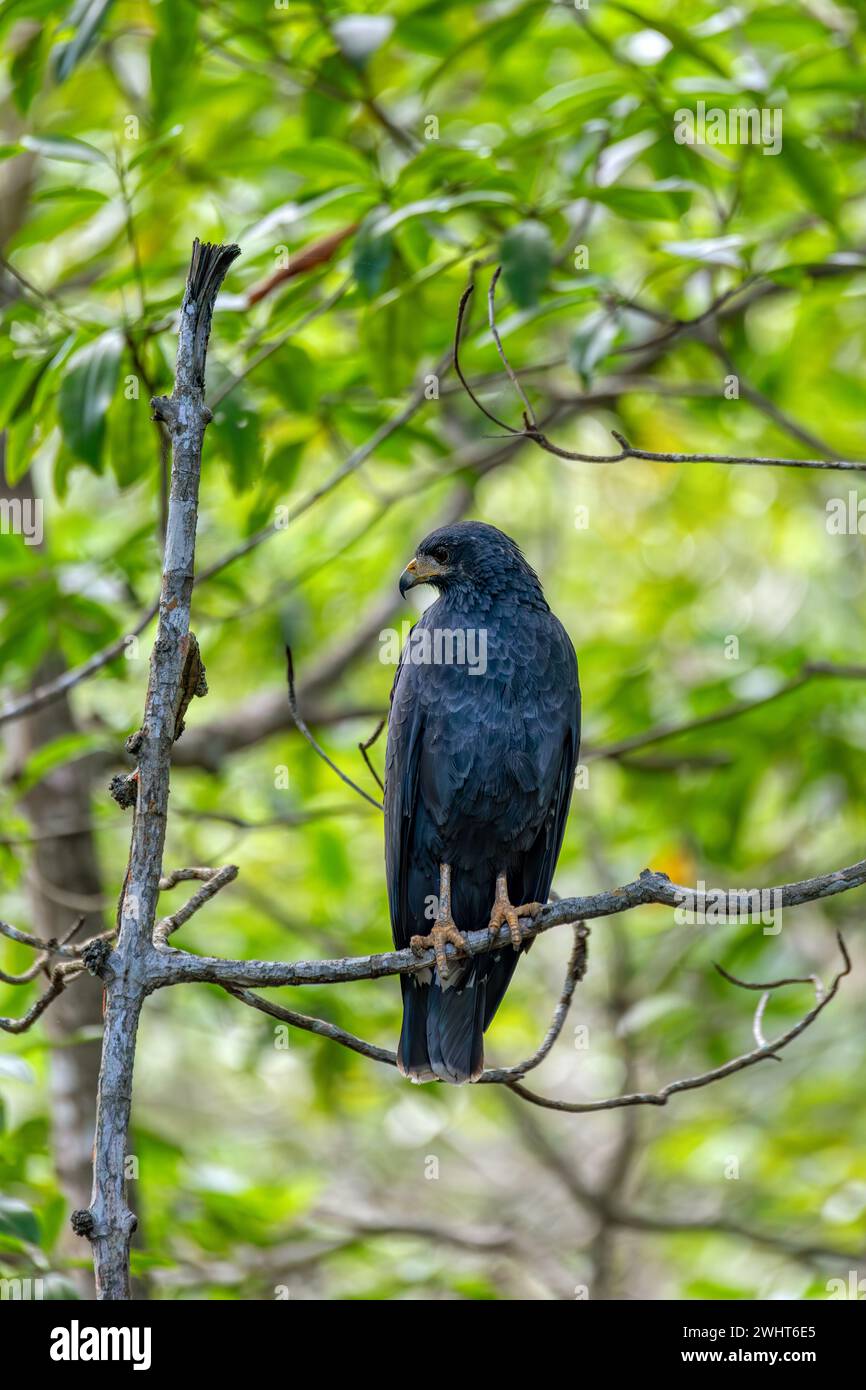 Common black hawk ,Buteogallus anthracinus, Curu Wildlife Reserve ...
