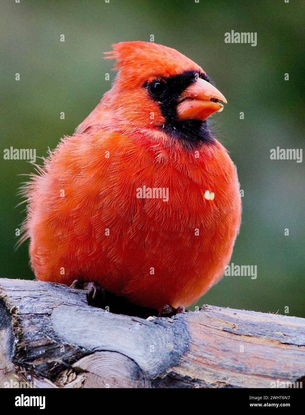 Northeast cardinal hi-res stock photography and images - Alamy