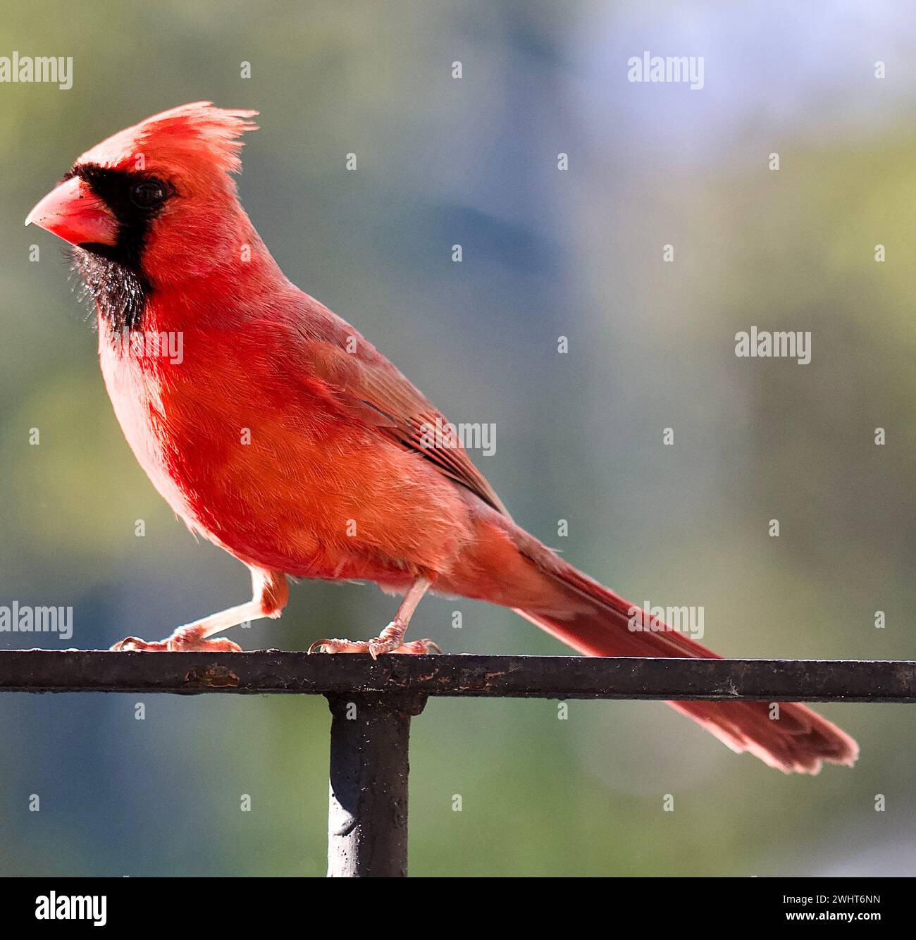 Northeast cardinal hi-res stock photography and images - Alamy