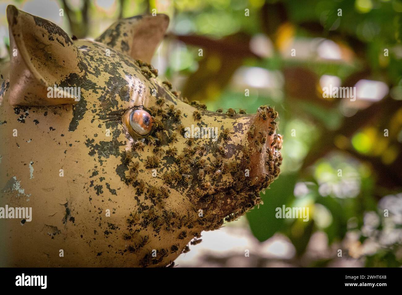 Sculpture crafted from vintage pig head, representing a pig statue ...