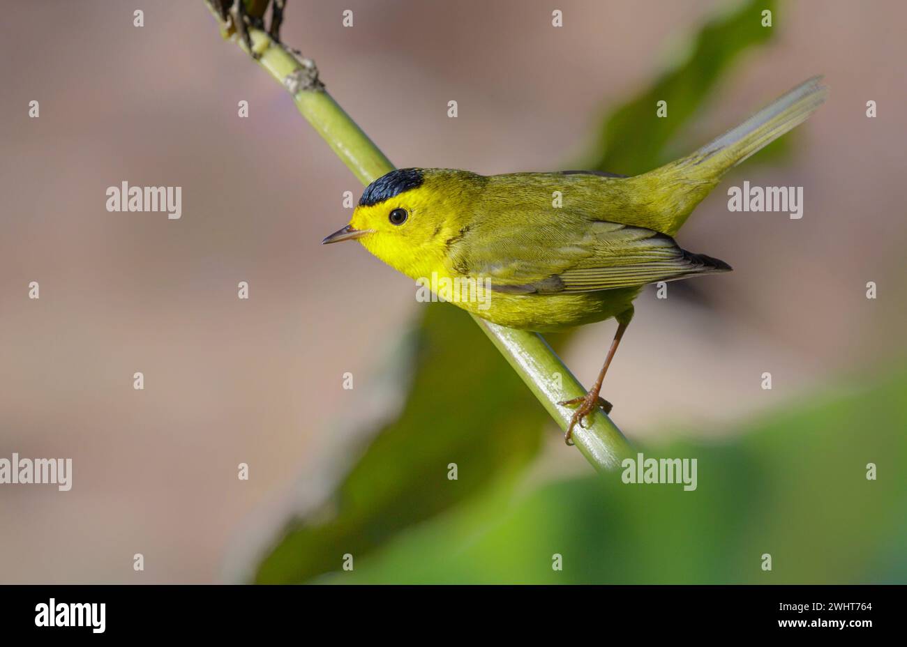 Wilsons Warbler Cardellina Pusilla Male Fort Bend County Texas