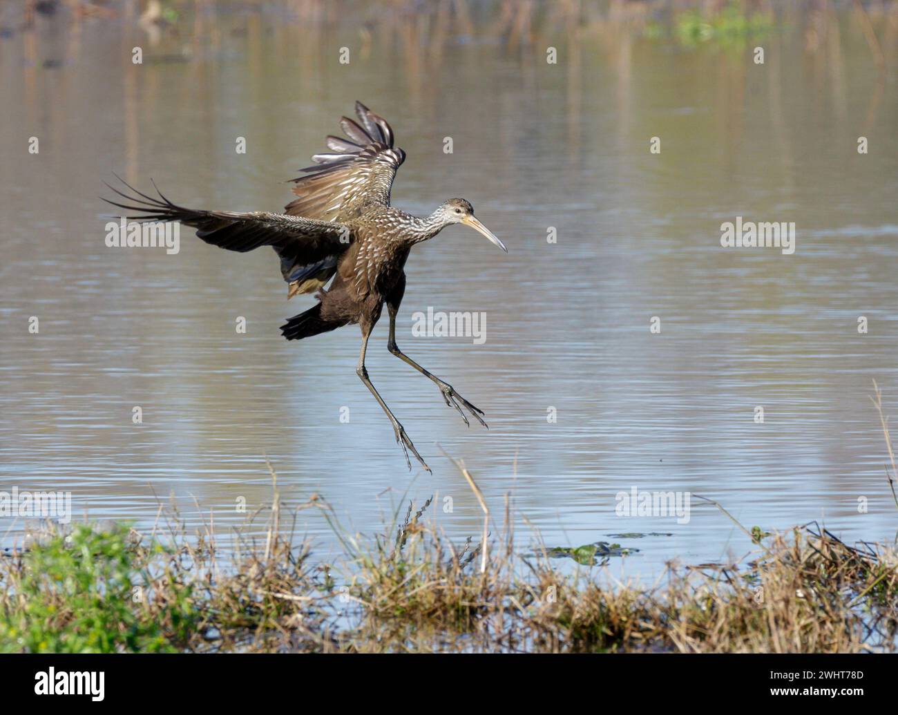 Limpkin (Aramus guarauna) landing at the edge of a lake, Fort Bend ...