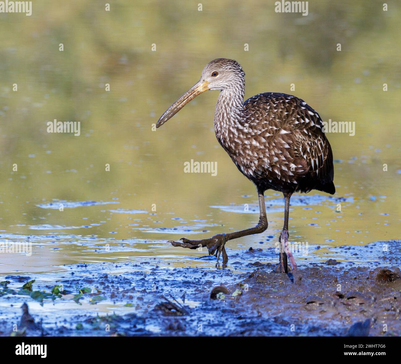 Limpkin (Aramus guarauna) wading in mud along the lake edge, Fort Bend ...