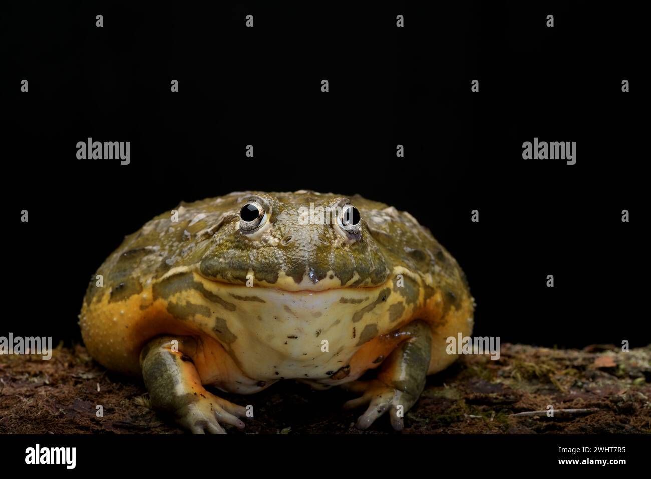 African bullfrog hi-res stock photography and images - Alamy