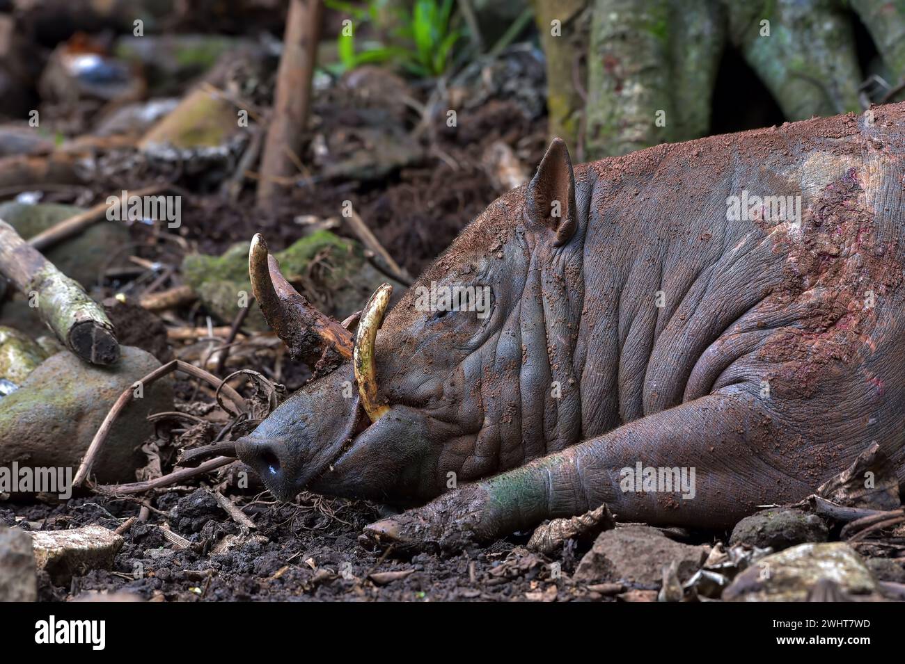 Close up photo of a Babirusa Sulawesi Utara ( Babyrousa celebensis ...