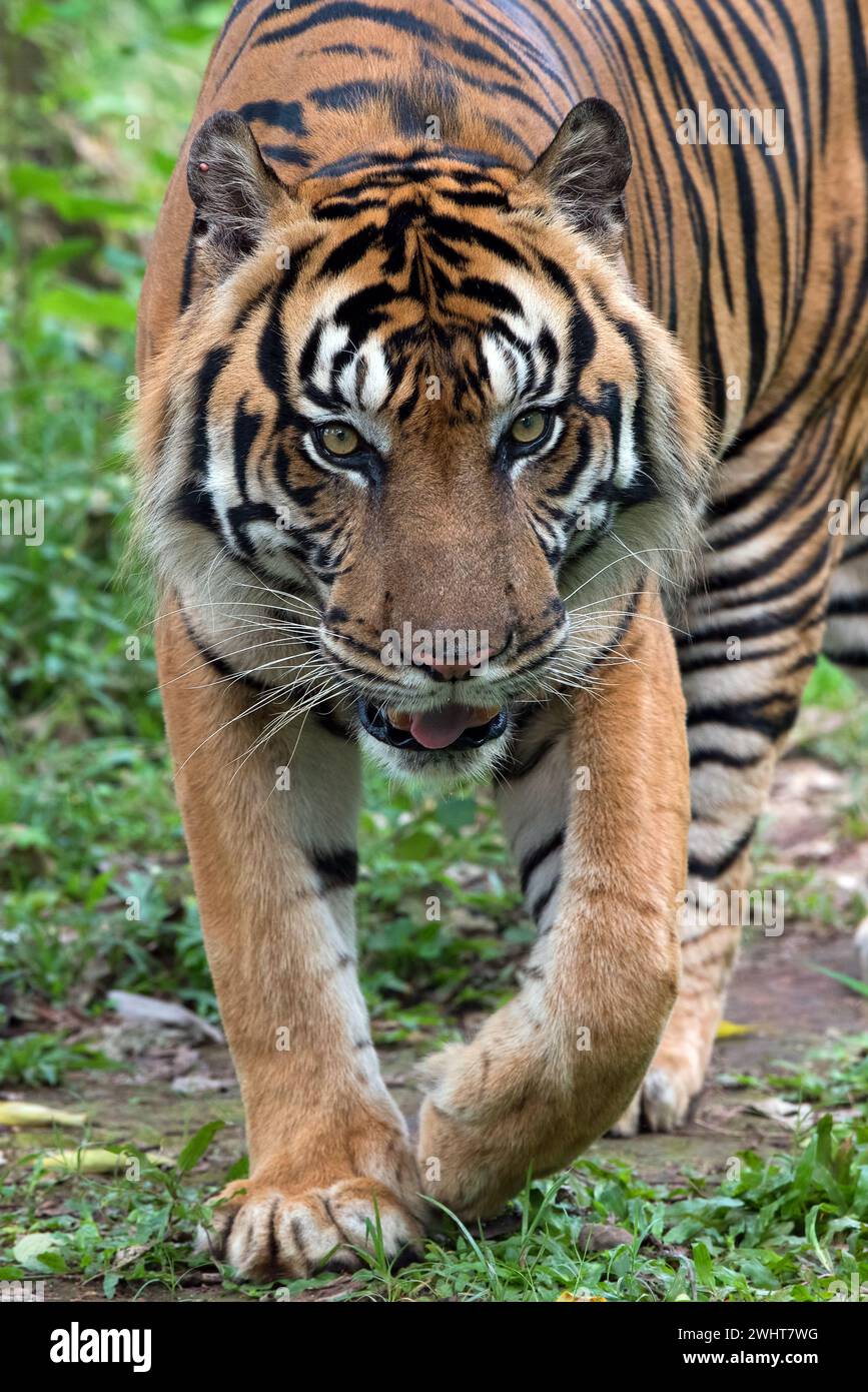 Tiger looks hi-res stock photography and images - Alamy
