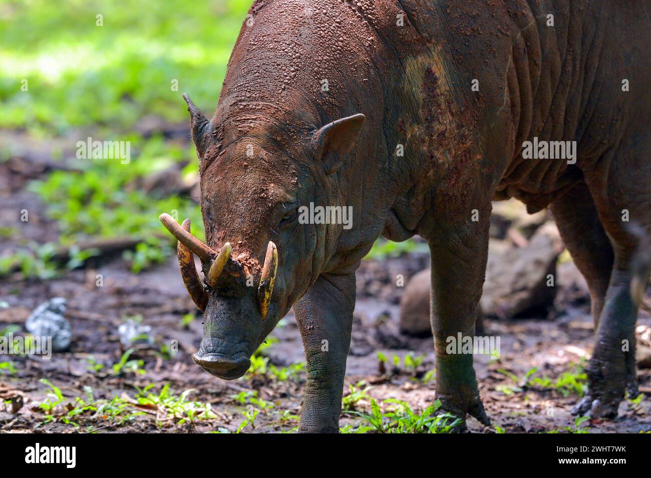 Close up photo of a Babirusa Sulawesi Utara ( Babyrousa celebensis ...