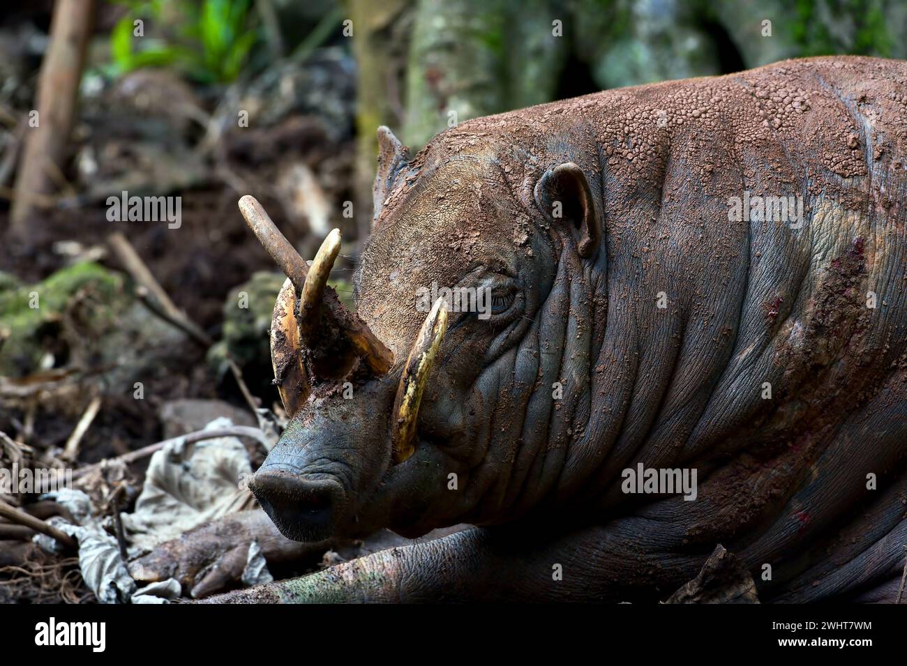 Close up photo of a Babirusa Sulawesi Utara ( Babyrousa celebensis ...