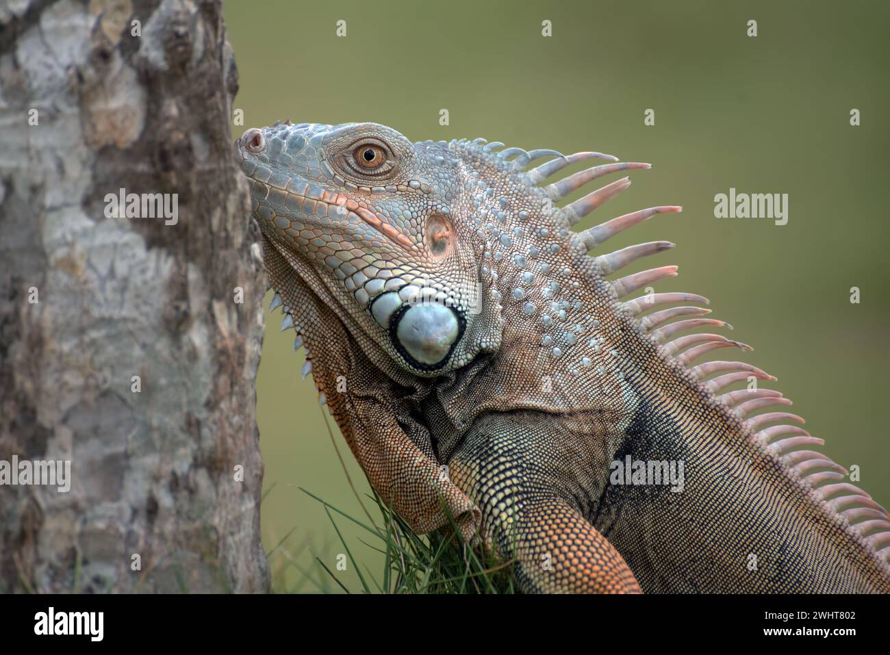 Flying iguana hi-res stock photography and images - Alamy