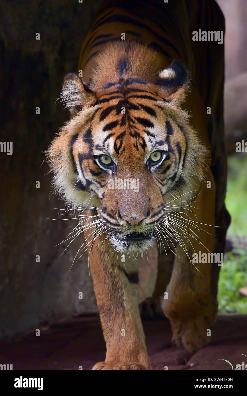 Tiger looks hi-res stock photography and images - Alamy