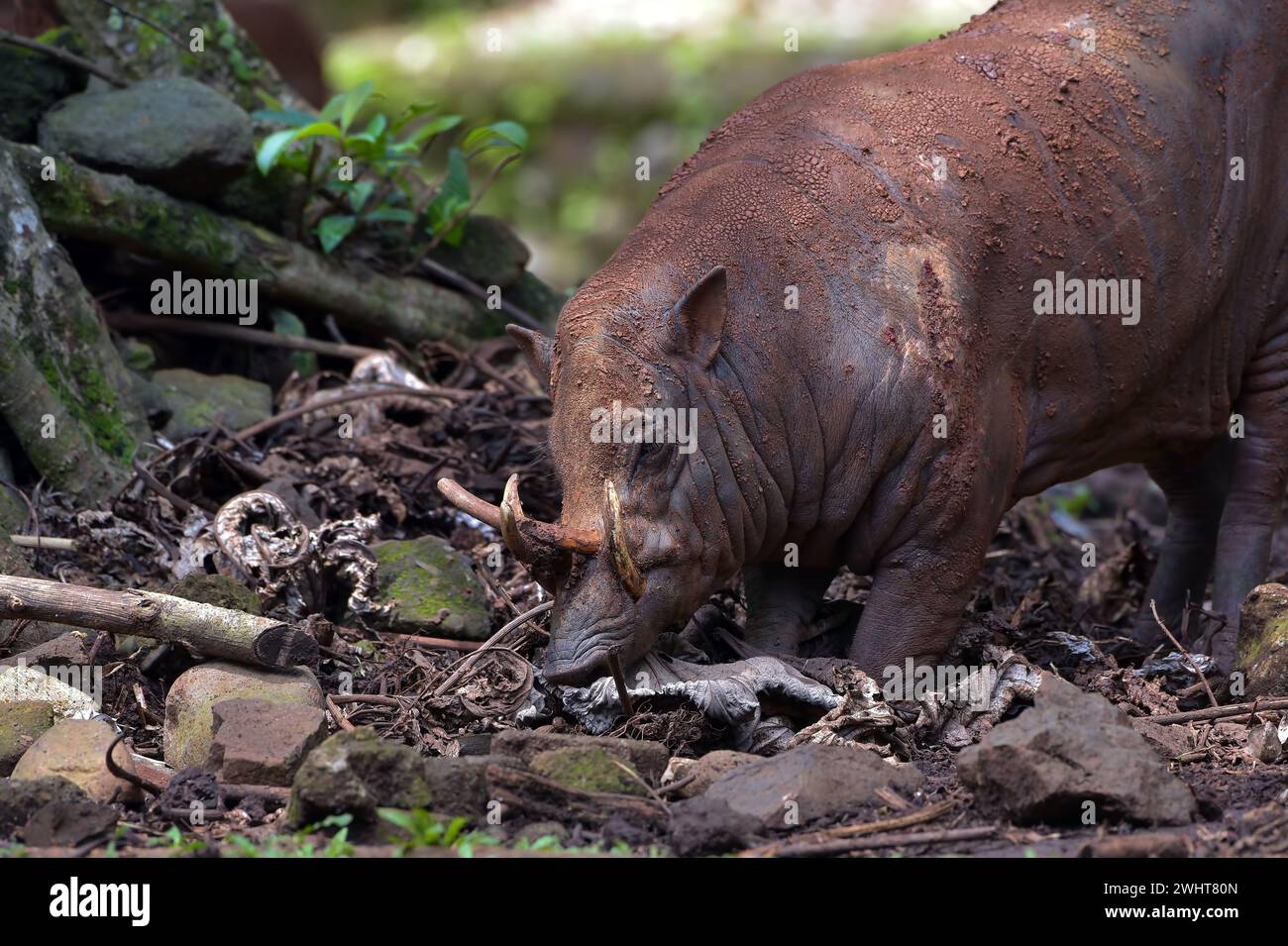 Close up photo of a Babirusa Sulawesi Utara ( Babyrousa celebensis Stock Photo - Alamy