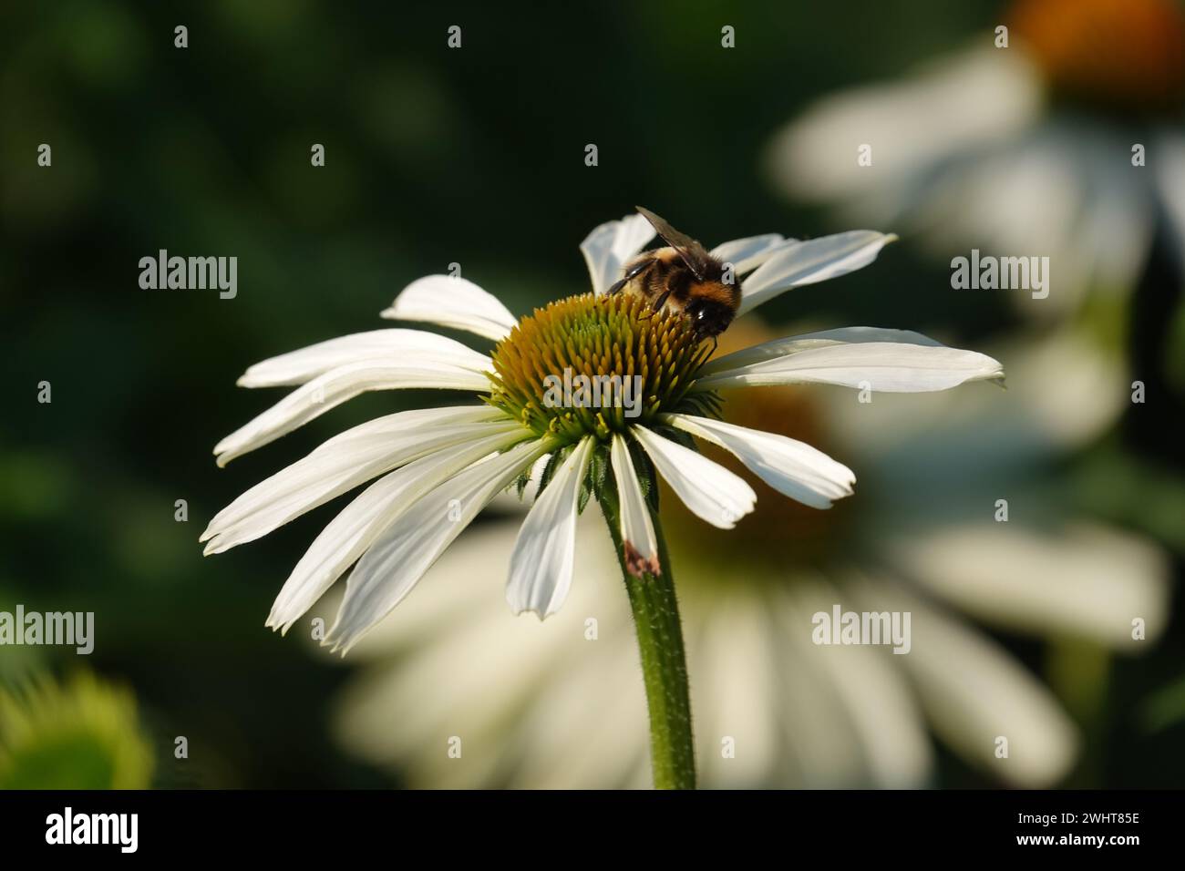 Echinacea purpurea White Swan, bumble bee Stock Photo - Alamy