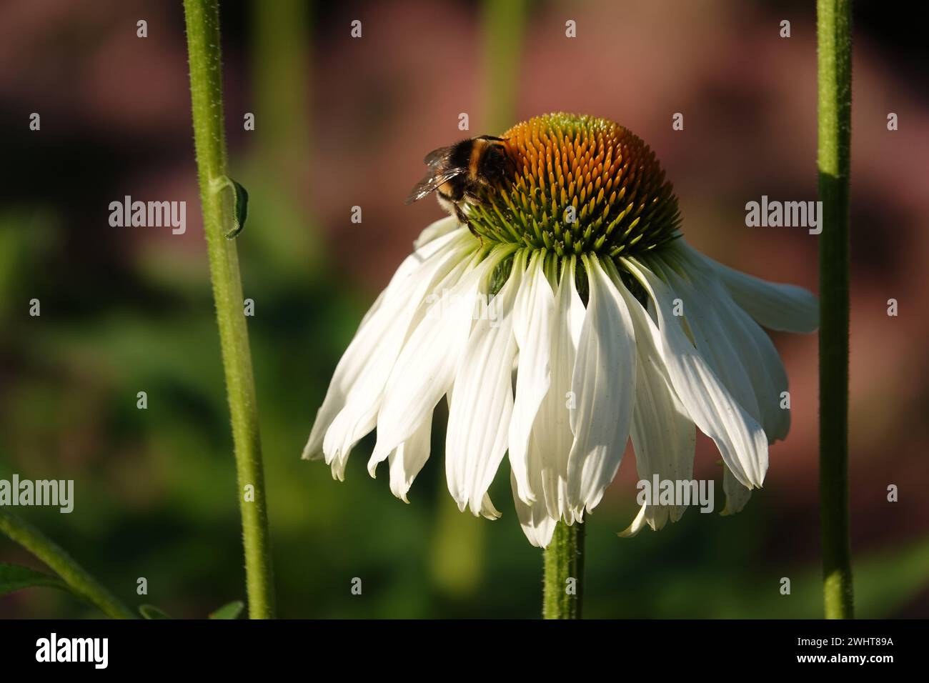 Echinacea purpurea White Swan, bumble bee Stock Photo - Alamy