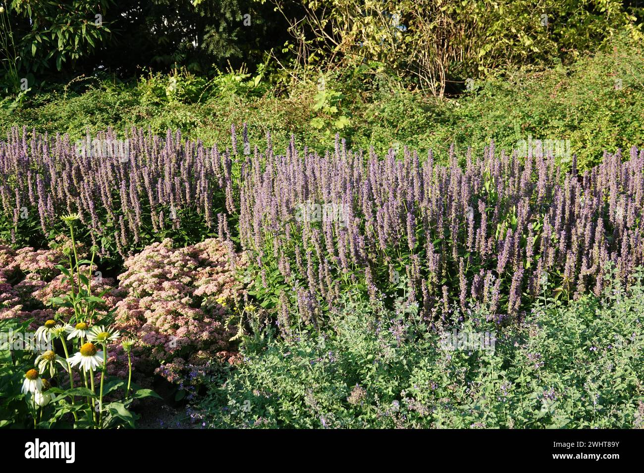 Agastache rugosa, Korean mint Stock Photo - Alamy