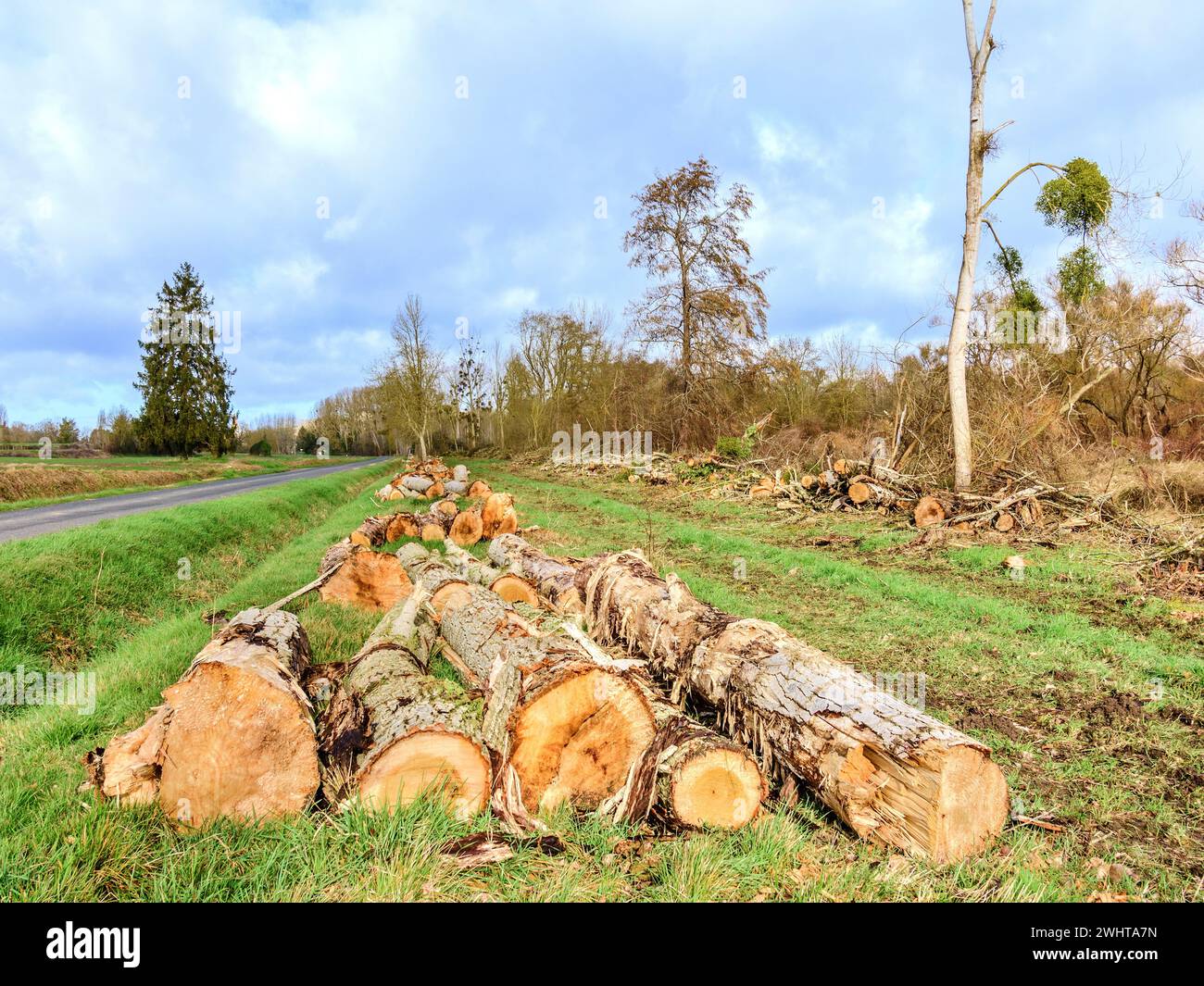 Poplar trees trunks hi-res stock photography and images - Alamy