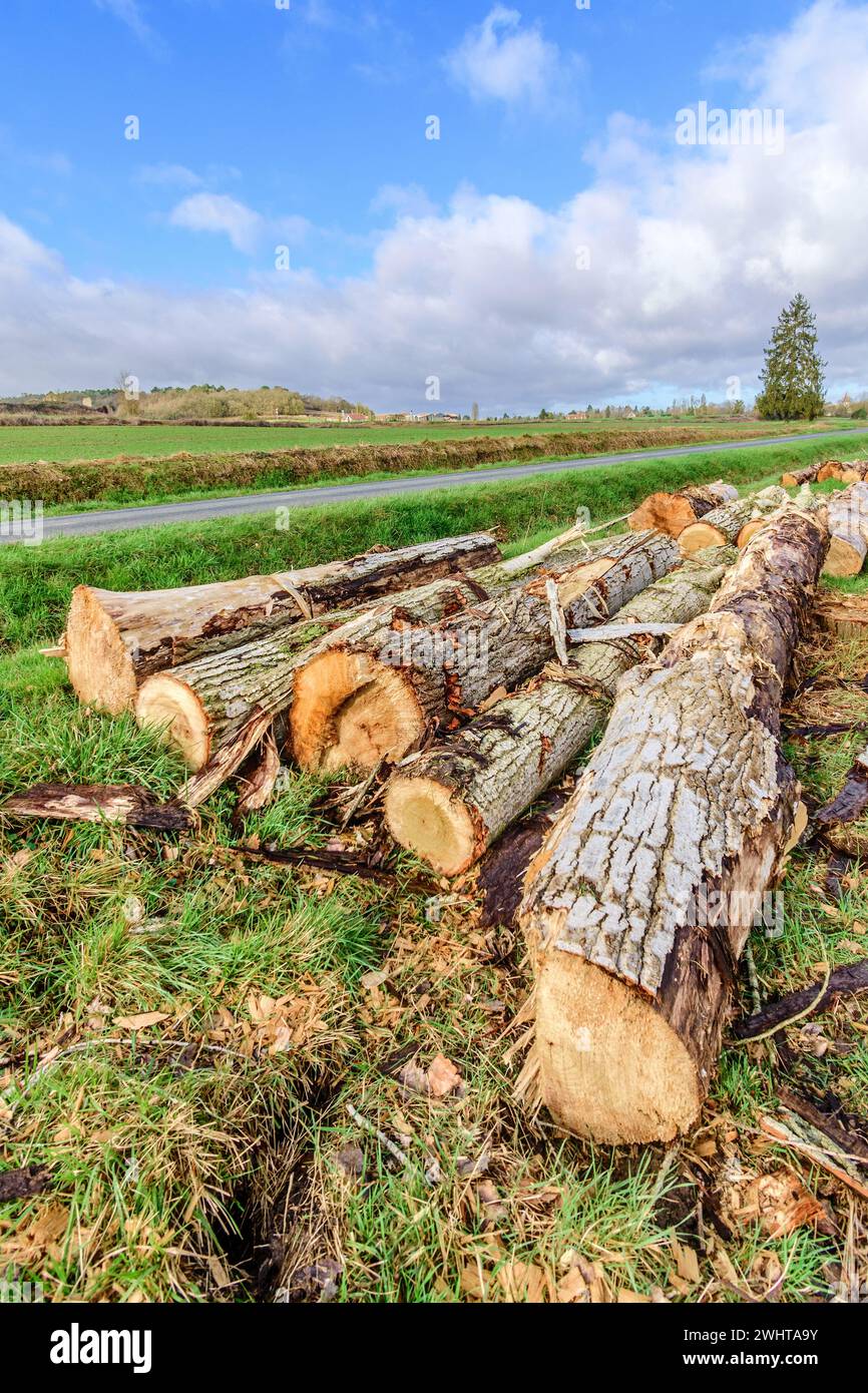Poplar trees trunks hi-res stock photography and images - Alamy