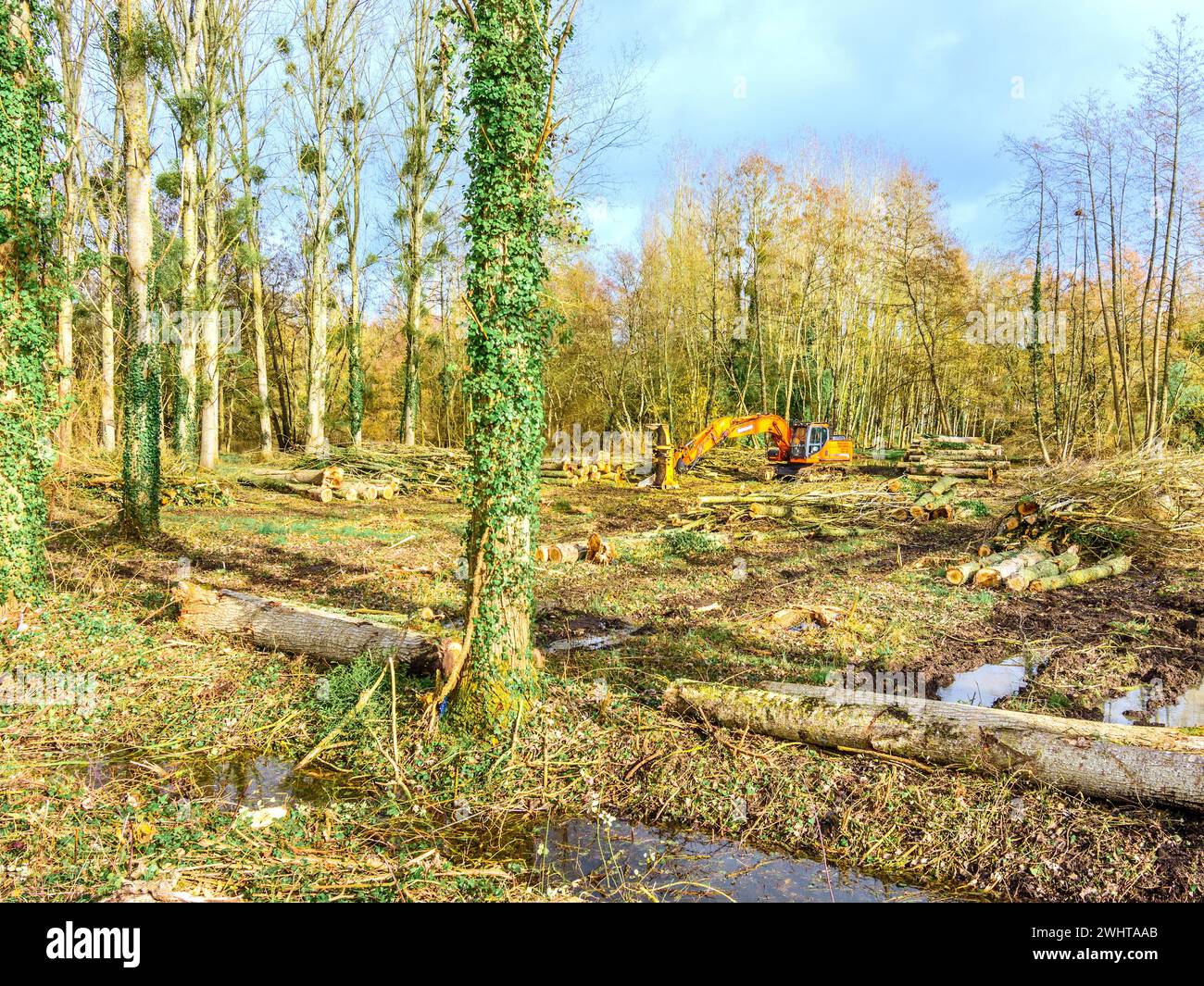 Doosan DX225LC hydraulic crawler machine fitted with tree / log cutting ...