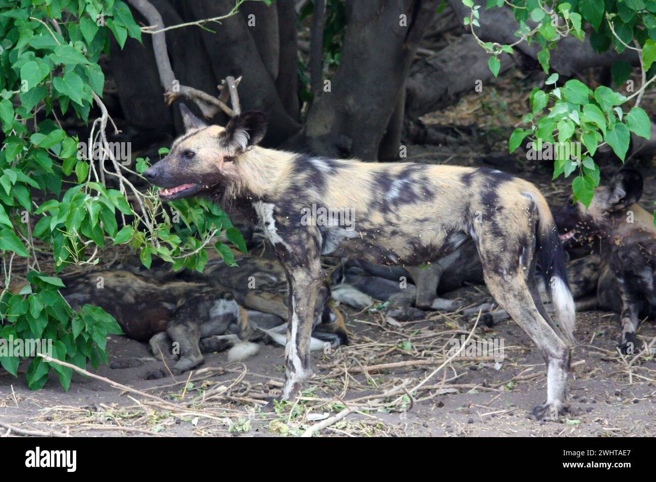 African wild dog in Savuti National Park Botswana Stock Photo - Alamy