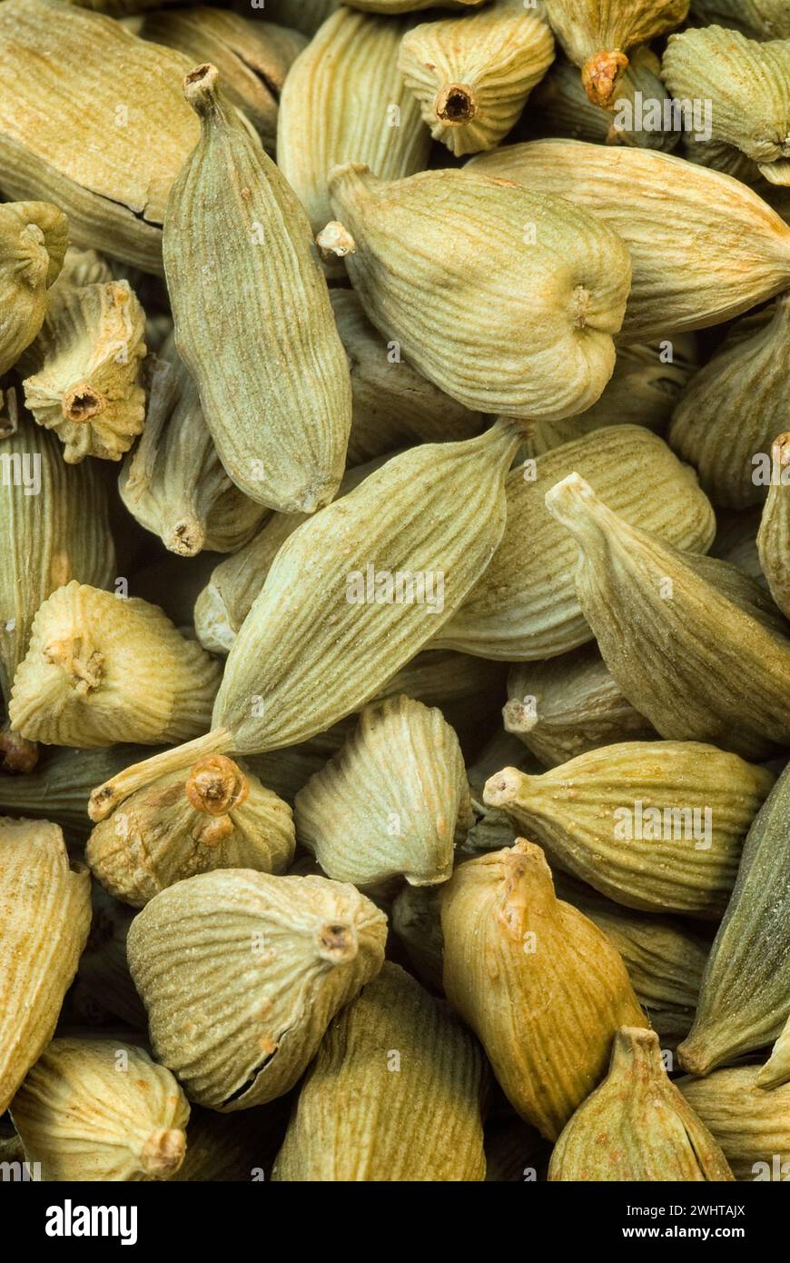 Cardamom pods (Elettaria cardamomum), Zingiberaceae. Aromatic spice ...