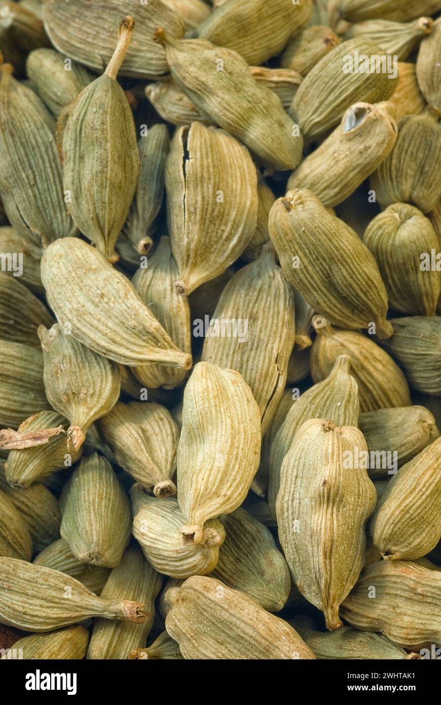 Cardamom pods (Elettaria cardamomum), Zingiberaceae. Aromatic spice ...