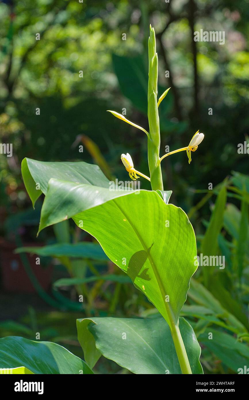 Giava ginger hi-res stock photography and images - Alamy