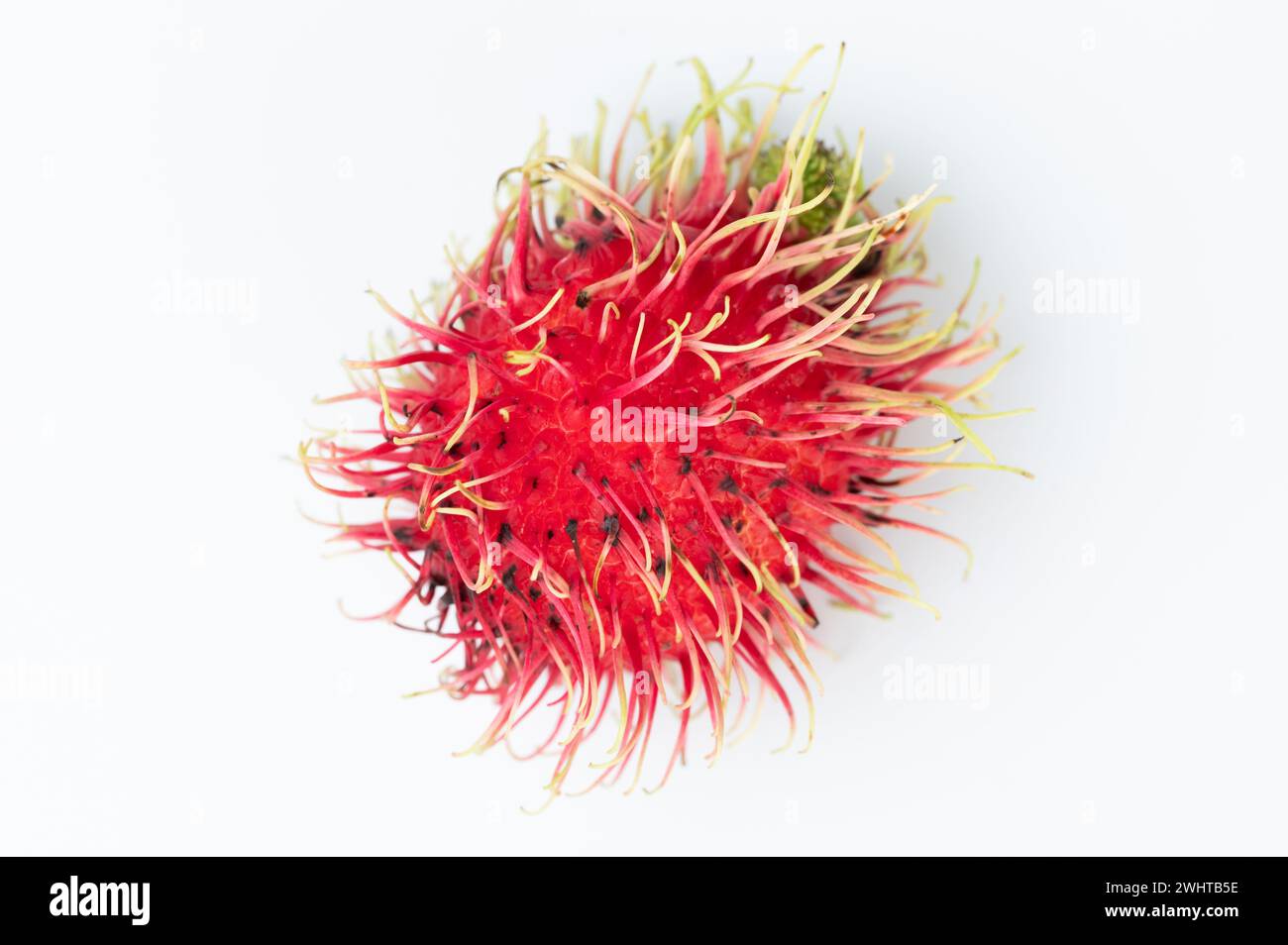One rambutan fruit isolated above top view on white studio background ...
