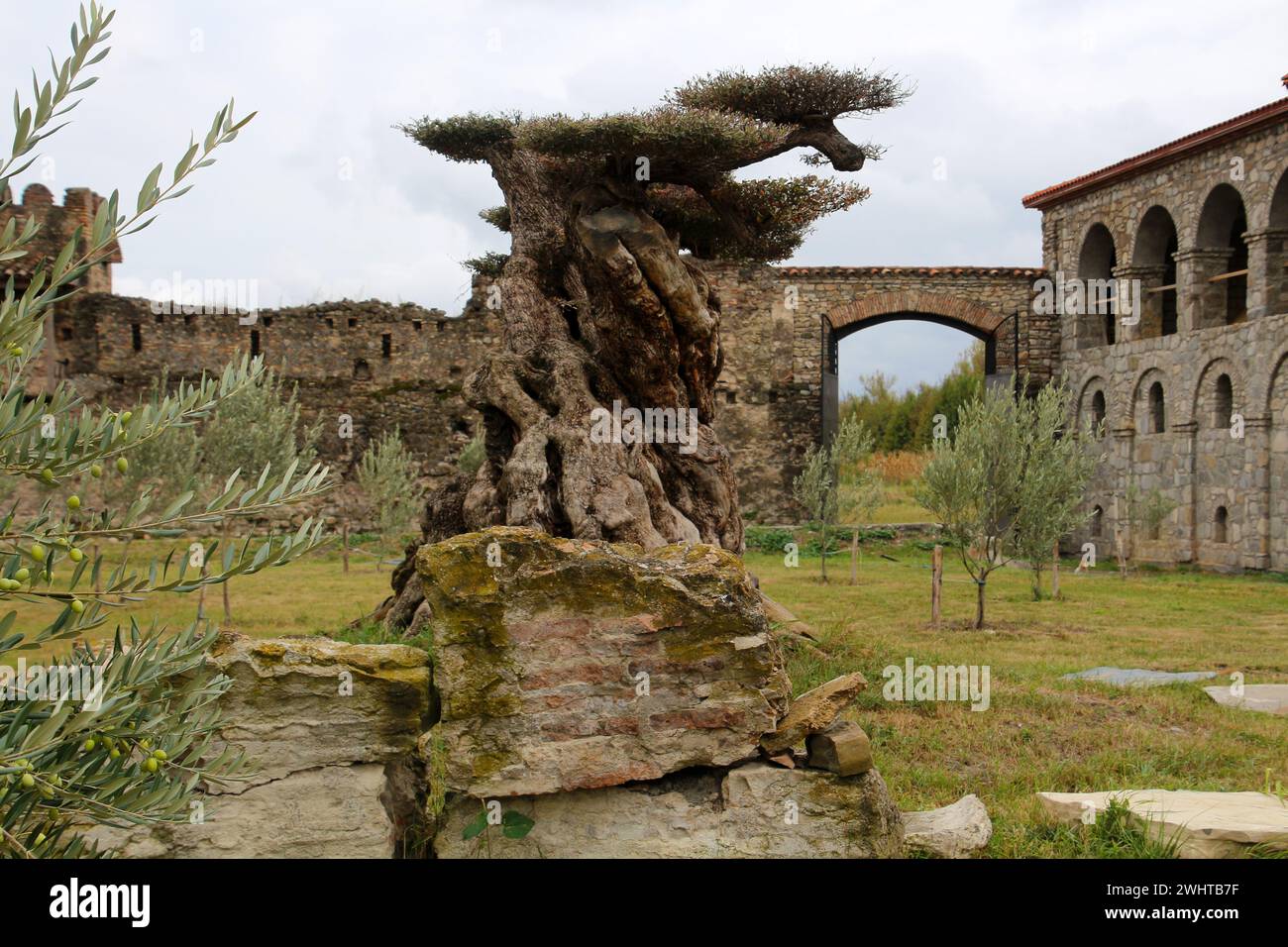 Ancient olive tree on the grounds of the Alaverdi Monastery in Georgia ...