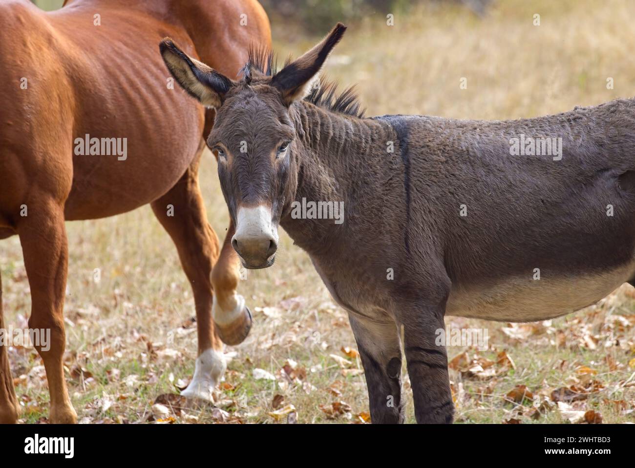Donkey standing outdoors in hi-res stock photography and images - Alamy