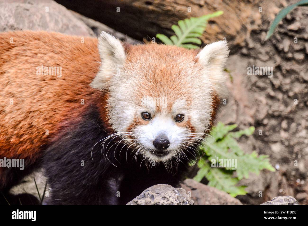 Asian red panda hi-res stock photography and images - Alamy