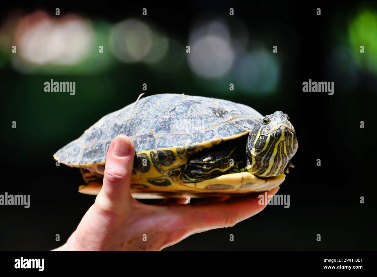 Photo Picture of Red Eared Terrapin Turtle Trachemys Scripta Elegans ...