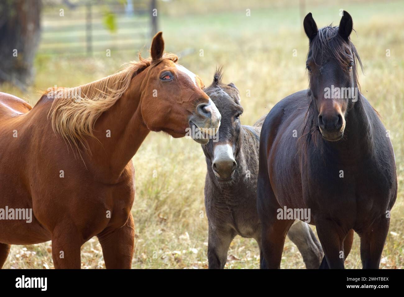 Photobomb animal hi-res stock photography and images - Alamy