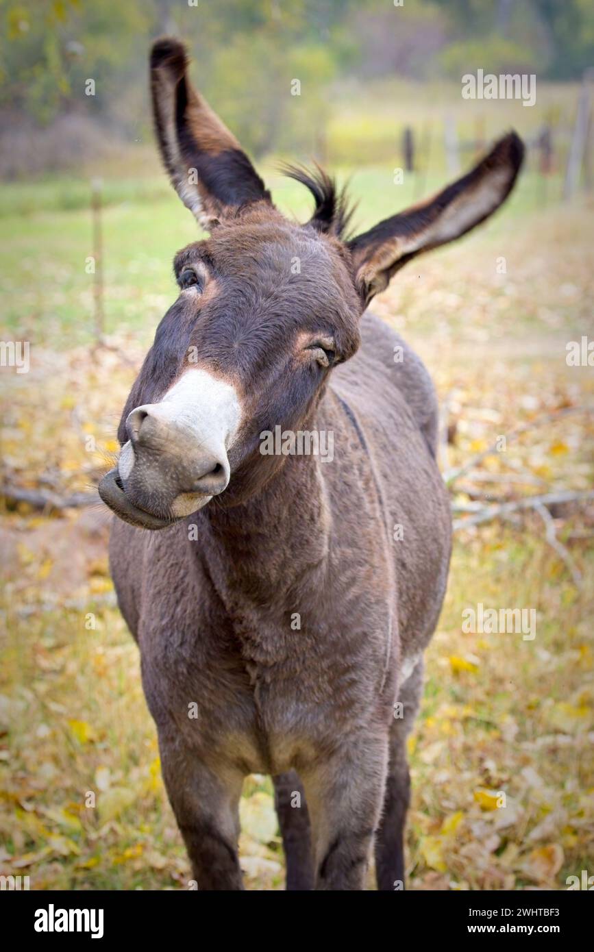 Cute expression from a donkey Stock Photo - Alamy
