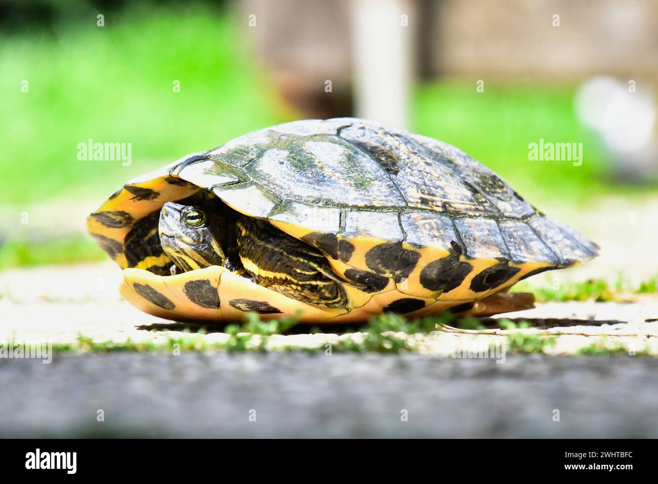 Photo Picture of Red Eared Terrapin Turtle Trachemys Scripta Elegans ...