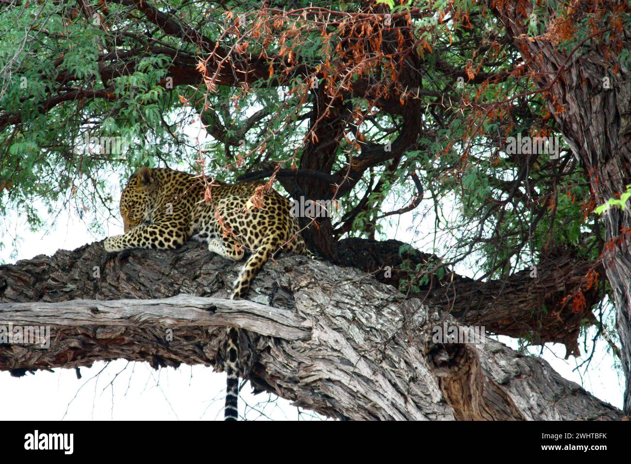 Leopard asleep on tree hi-res stock photography and images - Alamy