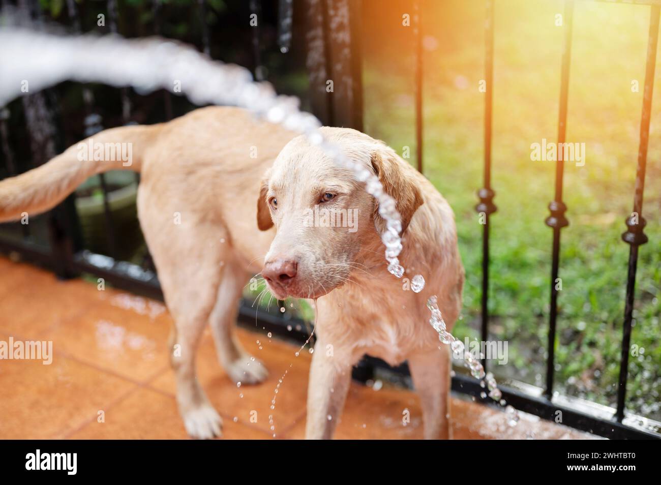 Wash labrador dog with clean hose water on bright sunny background ...