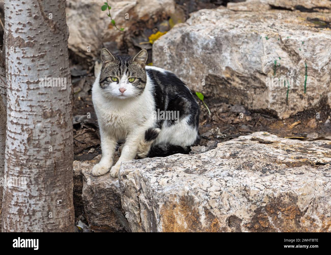 Cat on the stones hi-res stock photography and images - Alamy