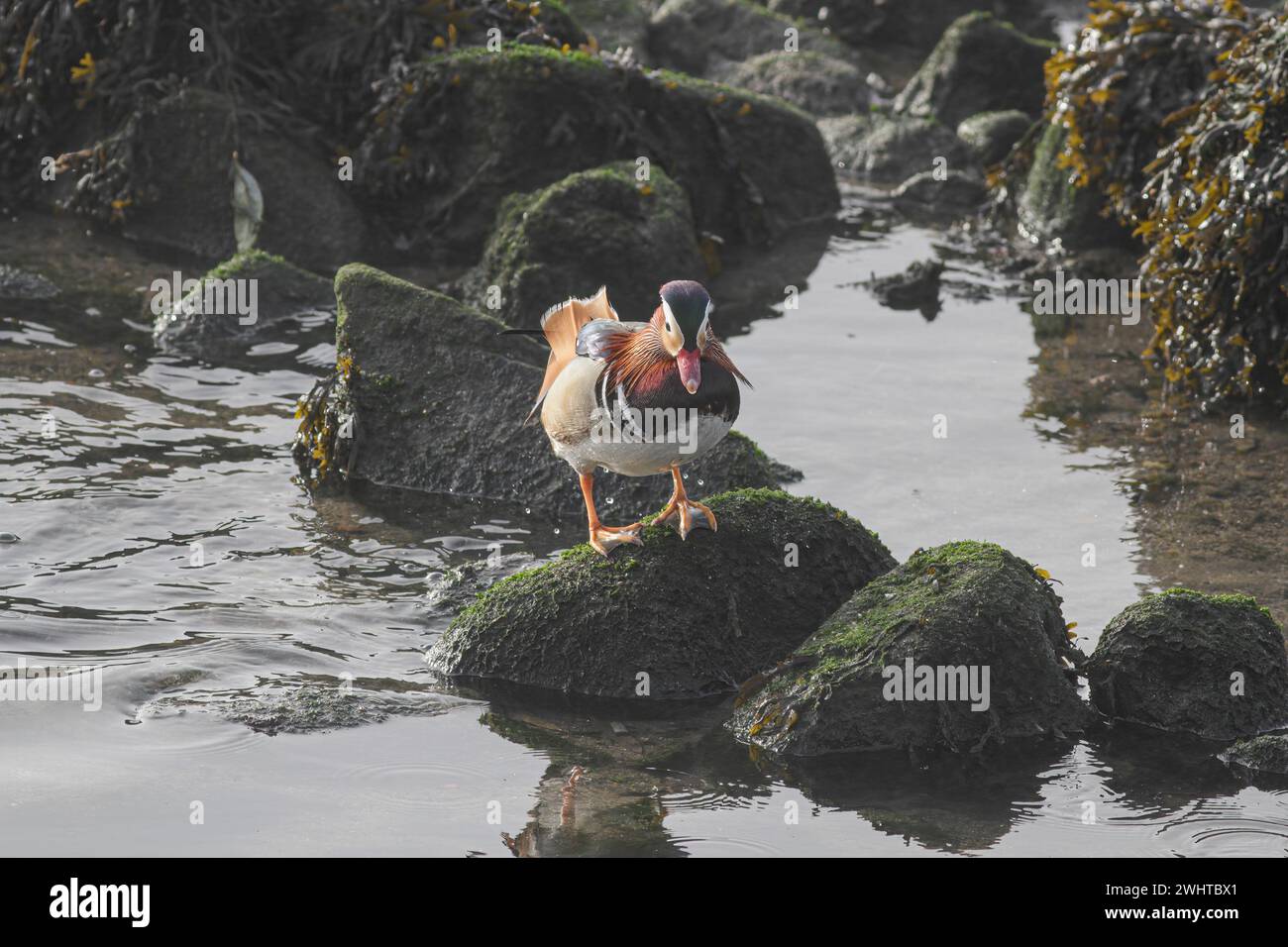 Wild mandarim duck from Douro river, north os Portugal Stock Photo - Alamy