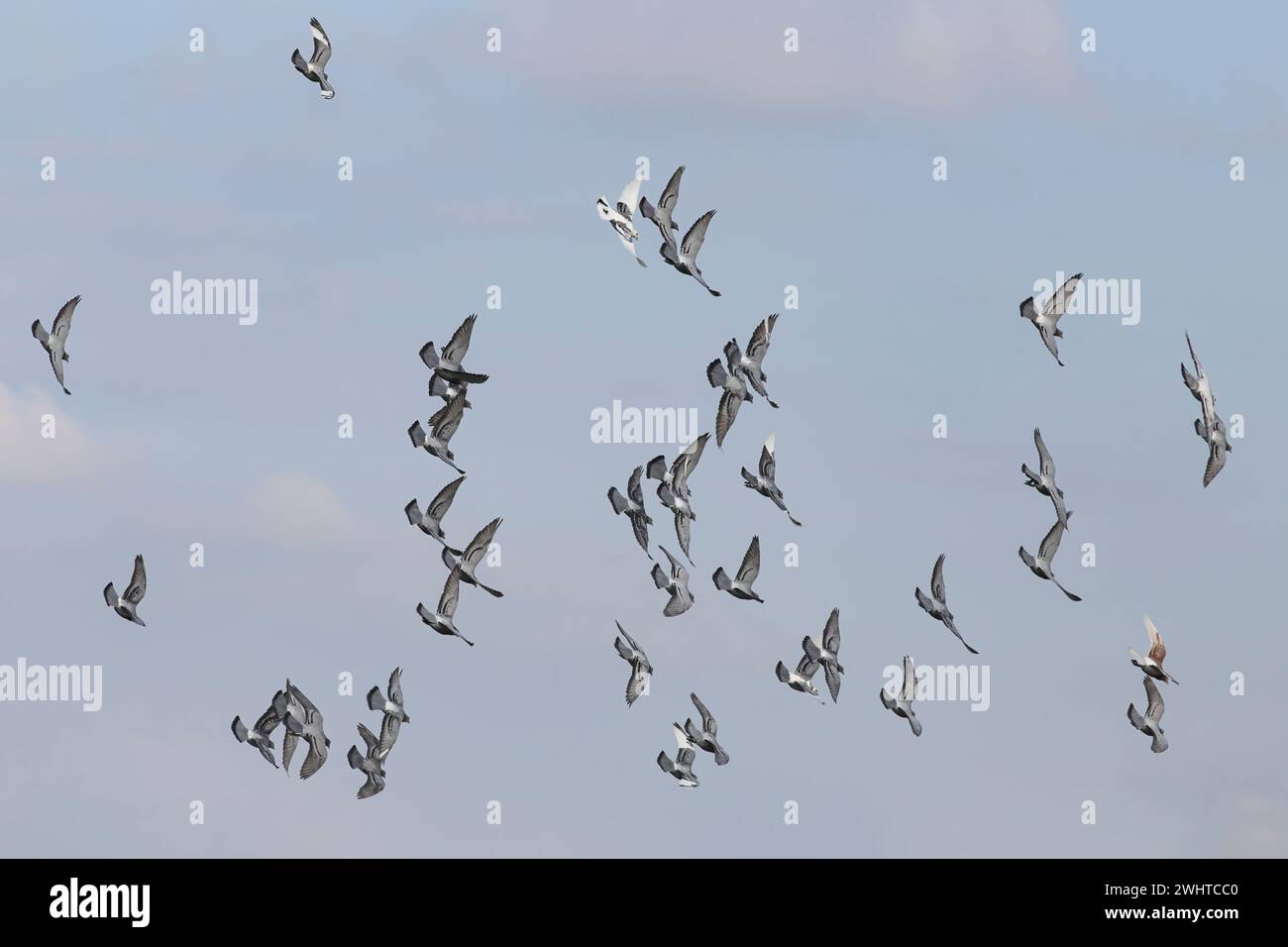 Carrier pigeons in flight during daily training Stock Photo - Alamy