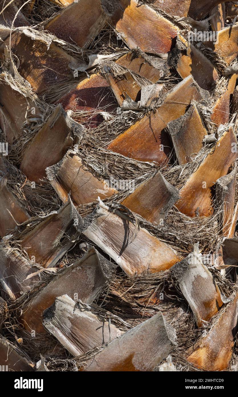Palm tree trunk texture hi-res stock photography and images - Alamy