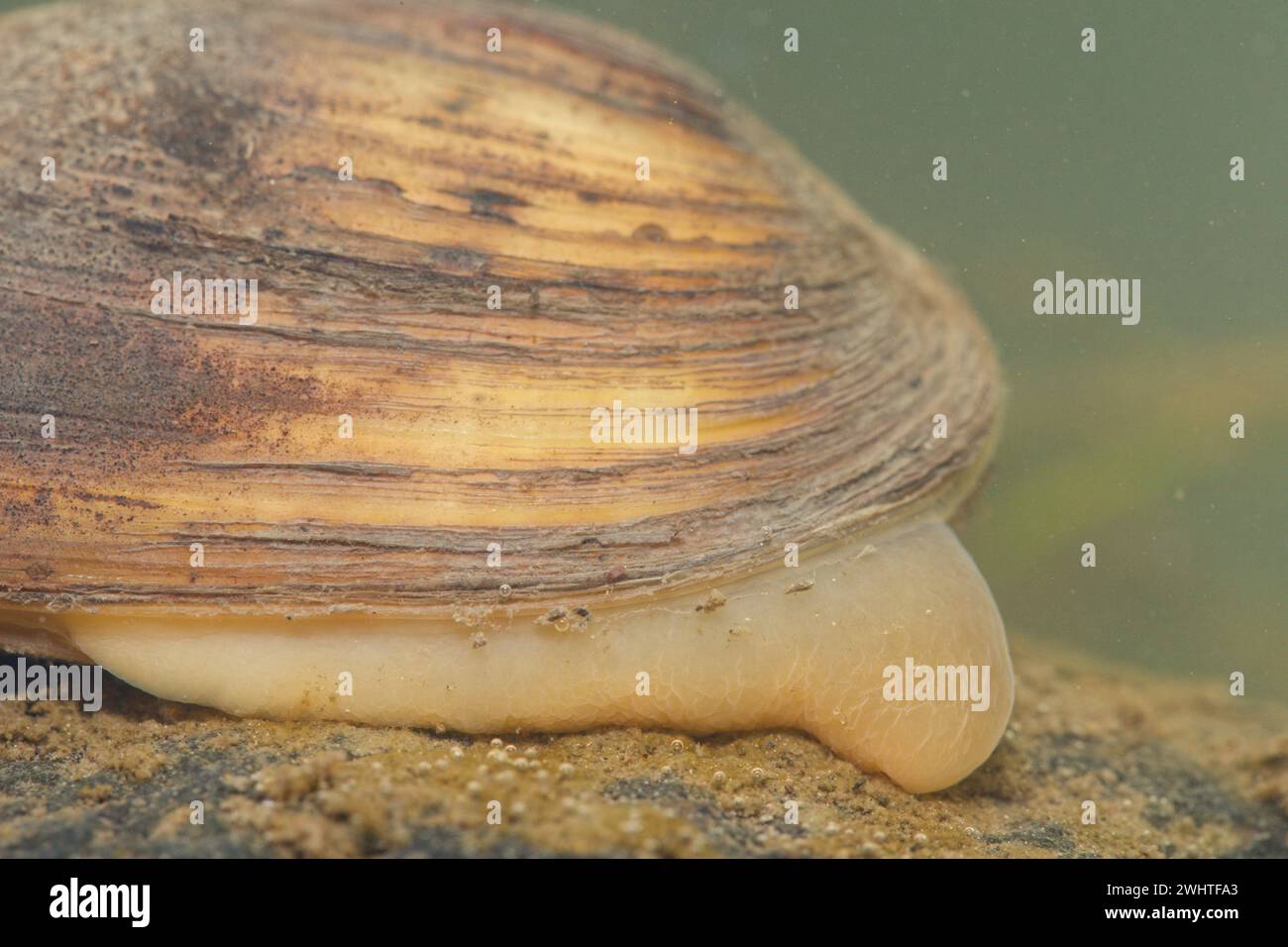Unio bivalve hi-res stock photography and images - Alamy