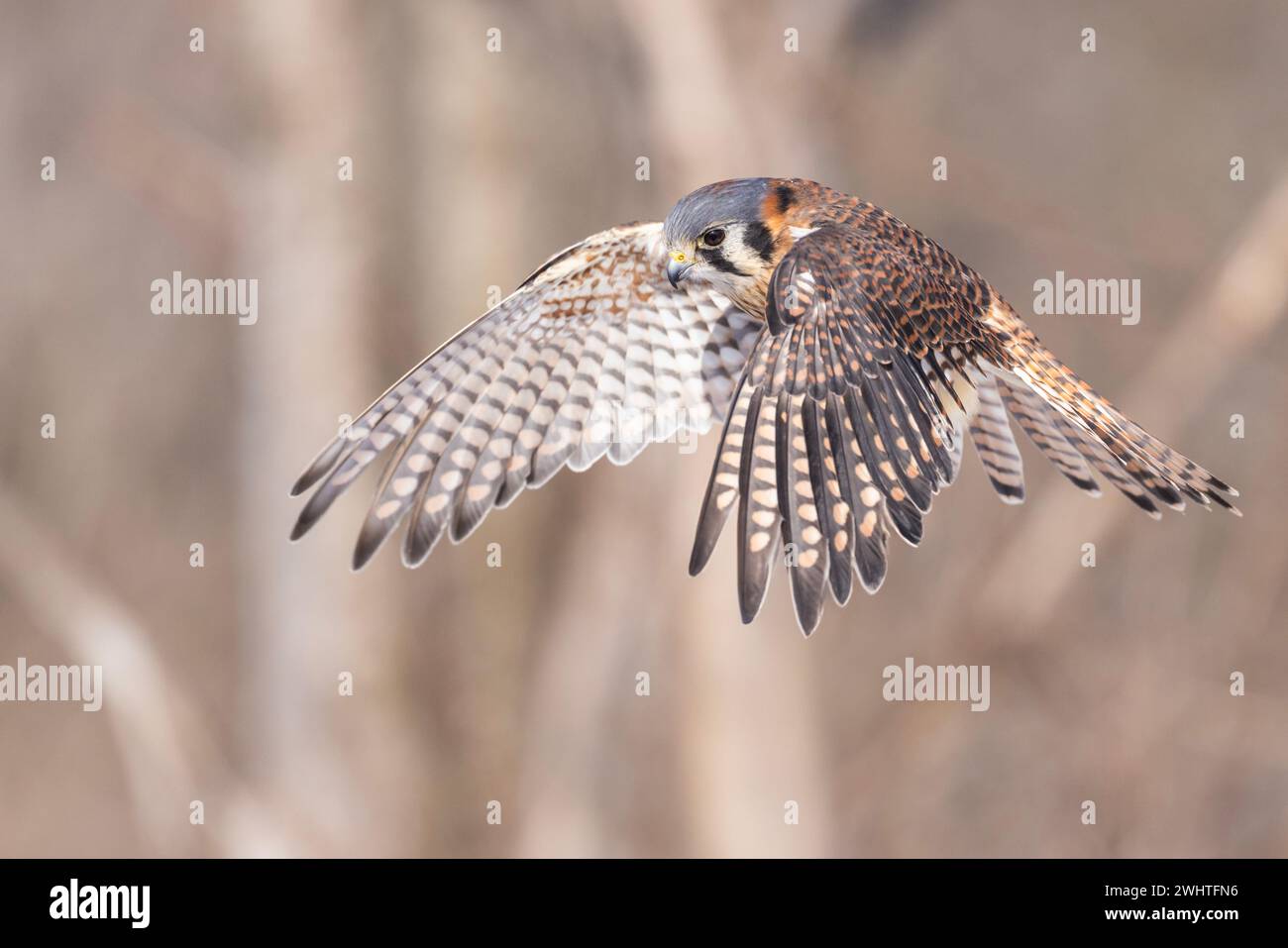 Female american kestrel beautiful hi-res stock photography and images ...