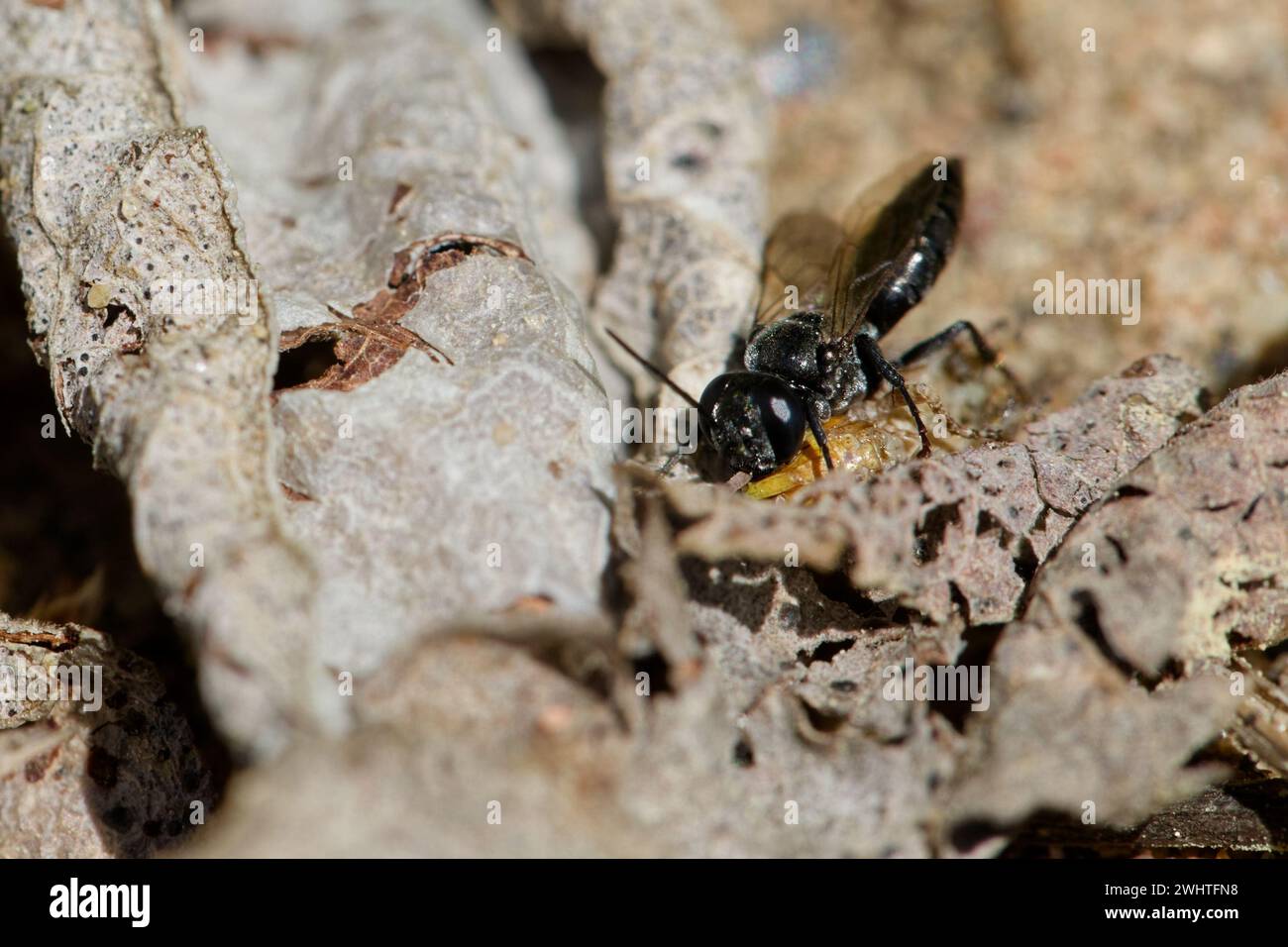 Black grasshopper grabber wasp (Tachysphex nitidus Stock Photo - Alamy