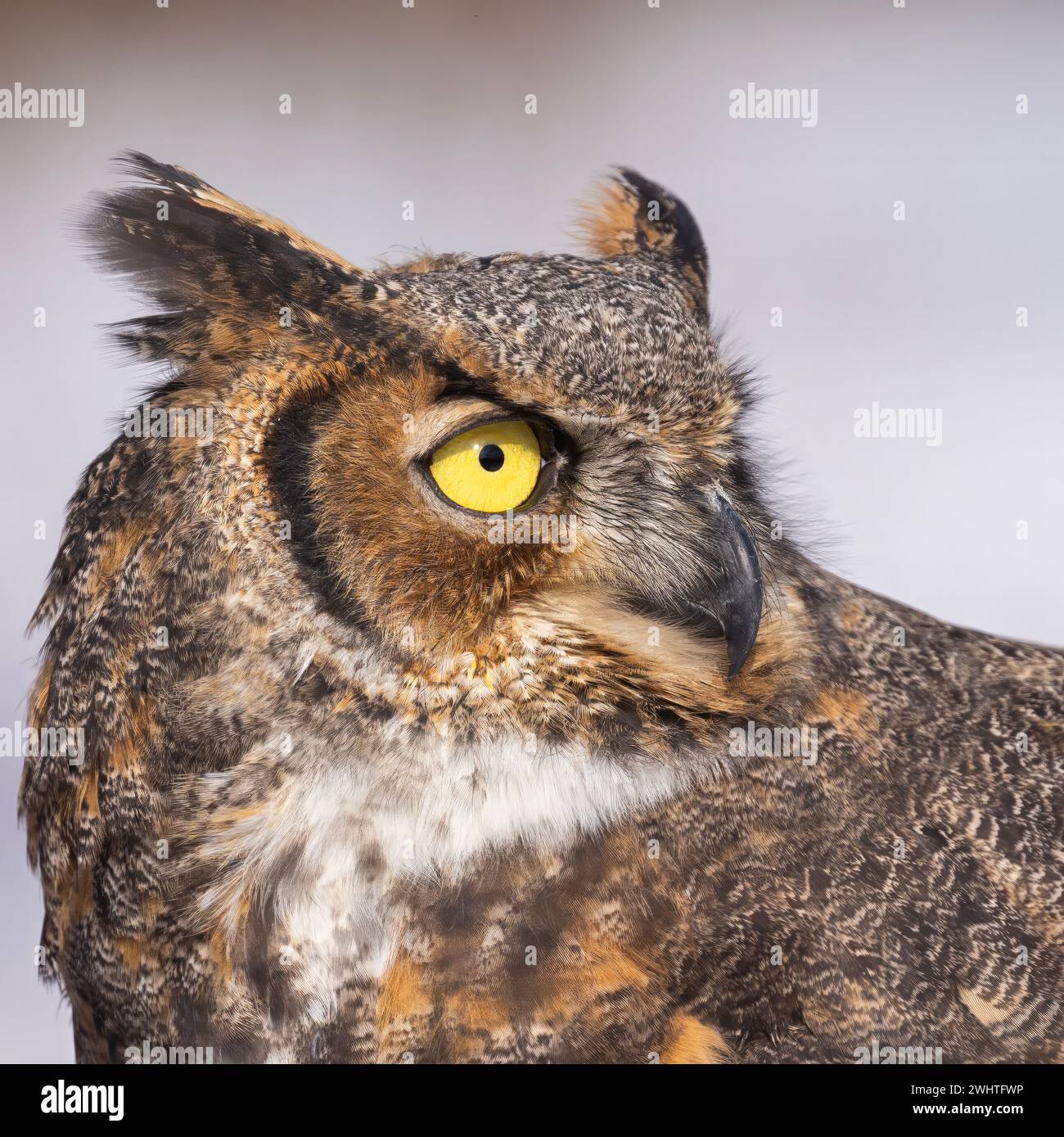 The great horned owl (Bubo virginianus Stock Photo - Alamy