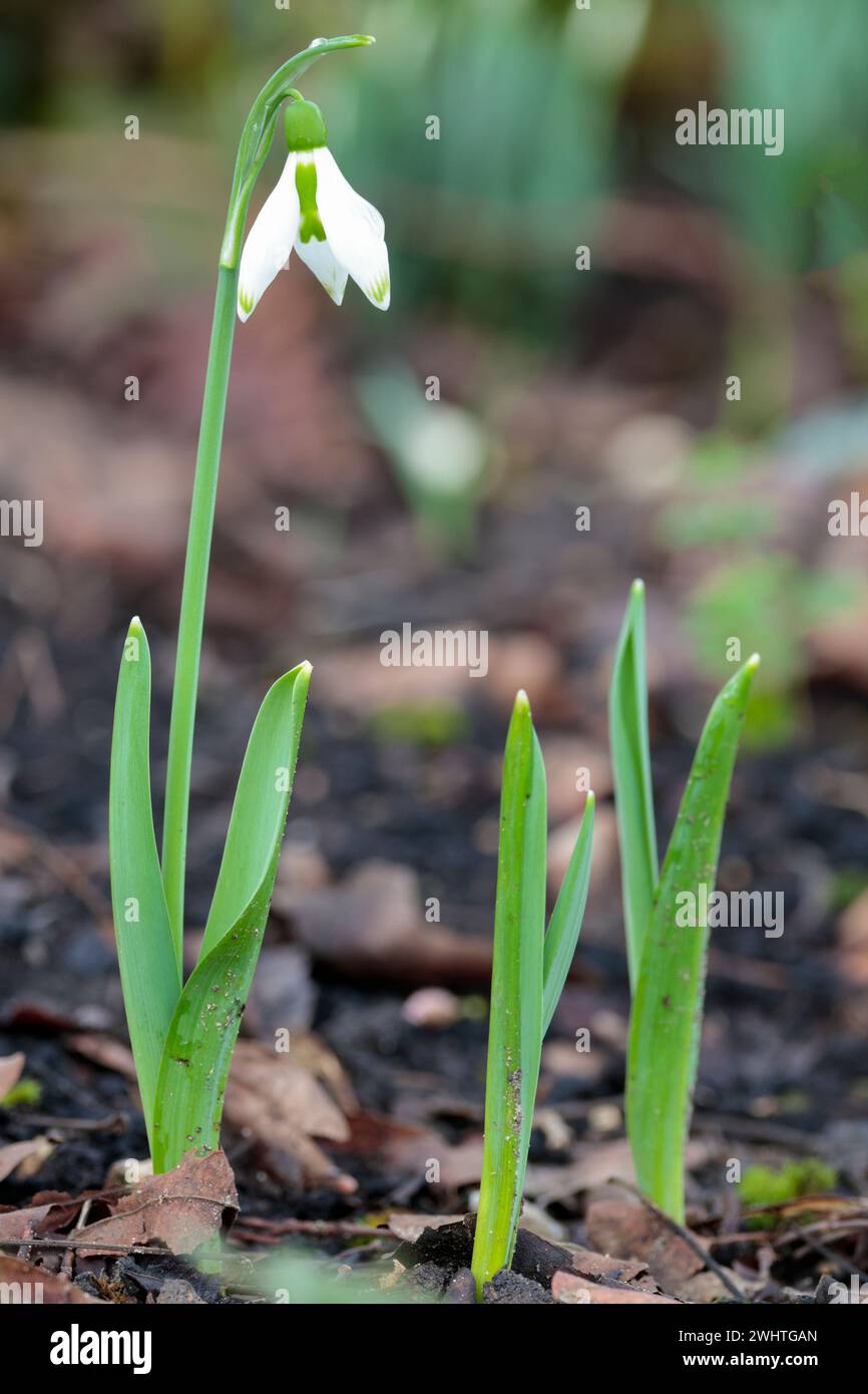 New uk spring season coming 2024 hi-res stock photography and images ...