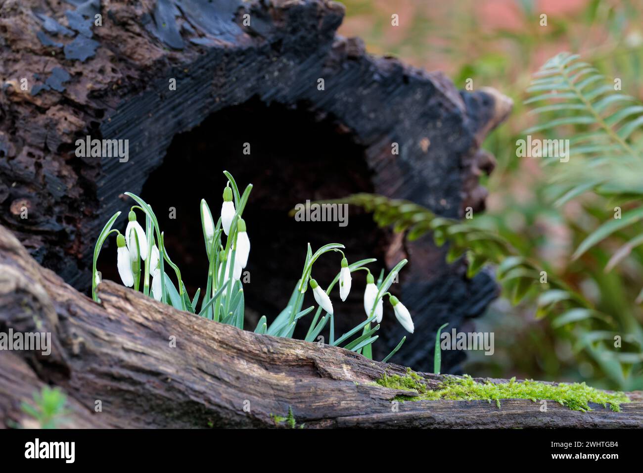 Multiple snowdrops behind log hi-res stock photography and images - Alamy