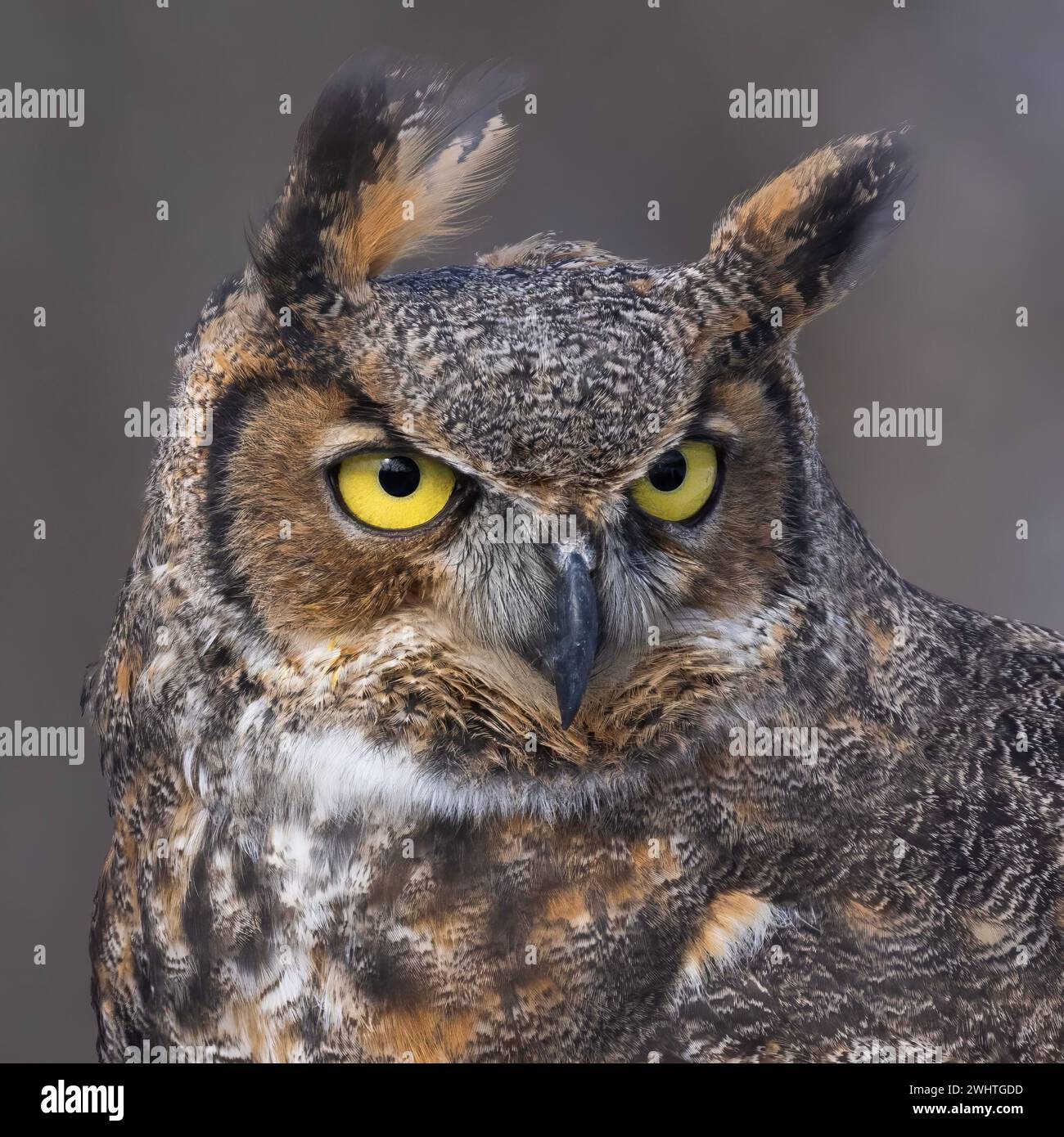 The great horned owl (Bubo virginianus Stock Photo - Alamy