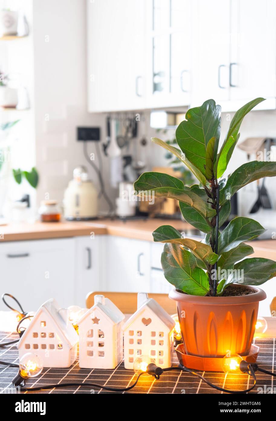 Ficus lirata in a pot in the interior of the house in the kitchen ...