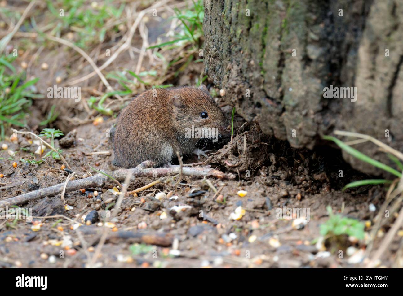Bank vole clethrionomys glareolus, out from under old tree stump glossy ...
