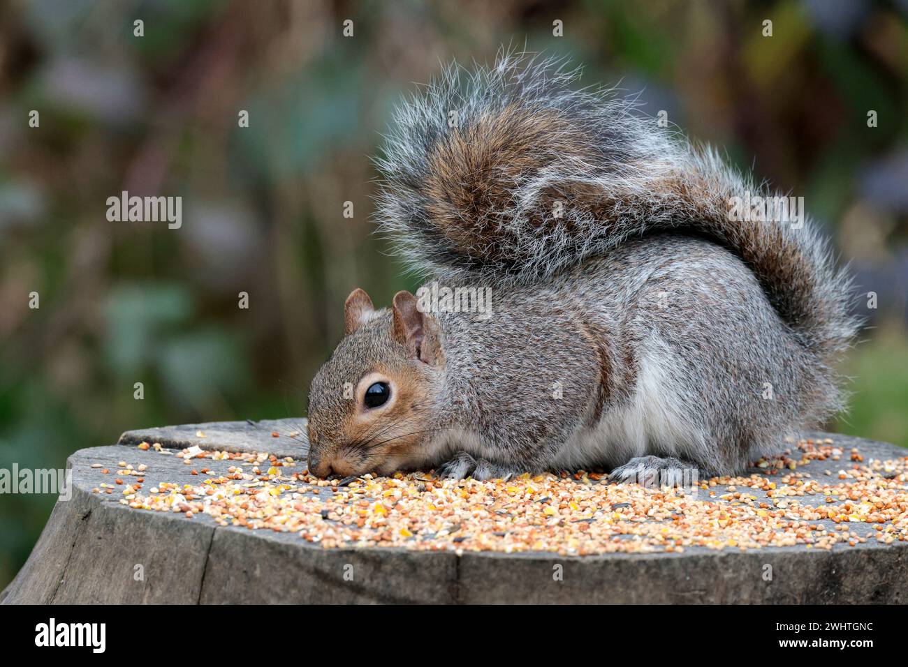 Belly down eating seed hi-res stock photography and images - Alamy