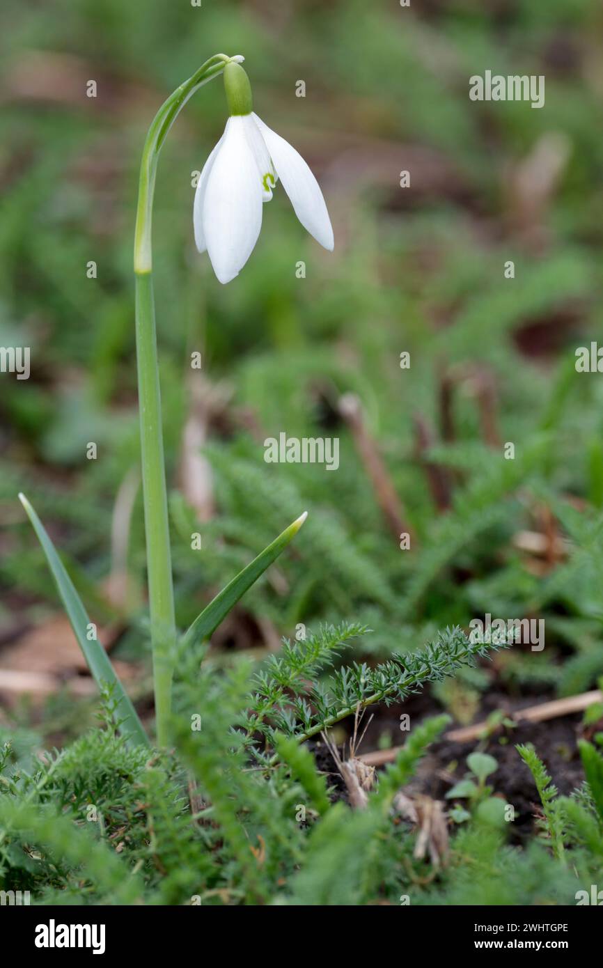 Snowdrop Galanthus nivalis,seasonal early spring flower single drooping ... Snowdrop Galanthus nivalis,seasonal early spring flower single drooping ...